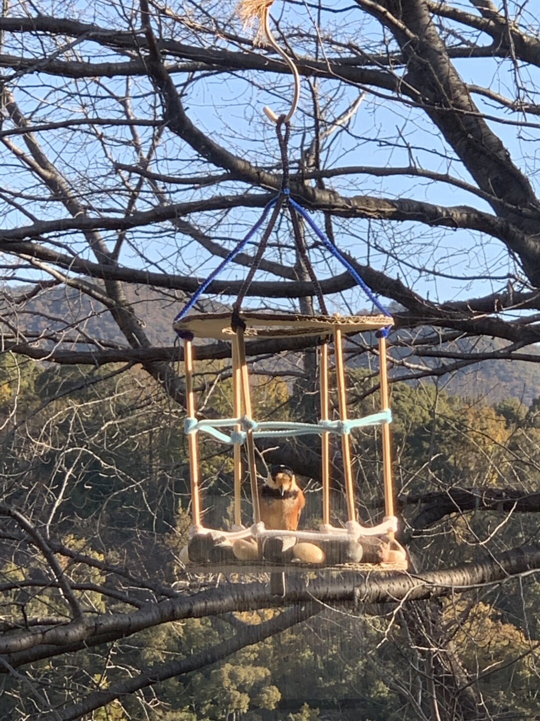 昨年に続いて家の中でベランダでヤマガラさ... / Y45Uさんのモーメント | YAMAP / ヤマップ
