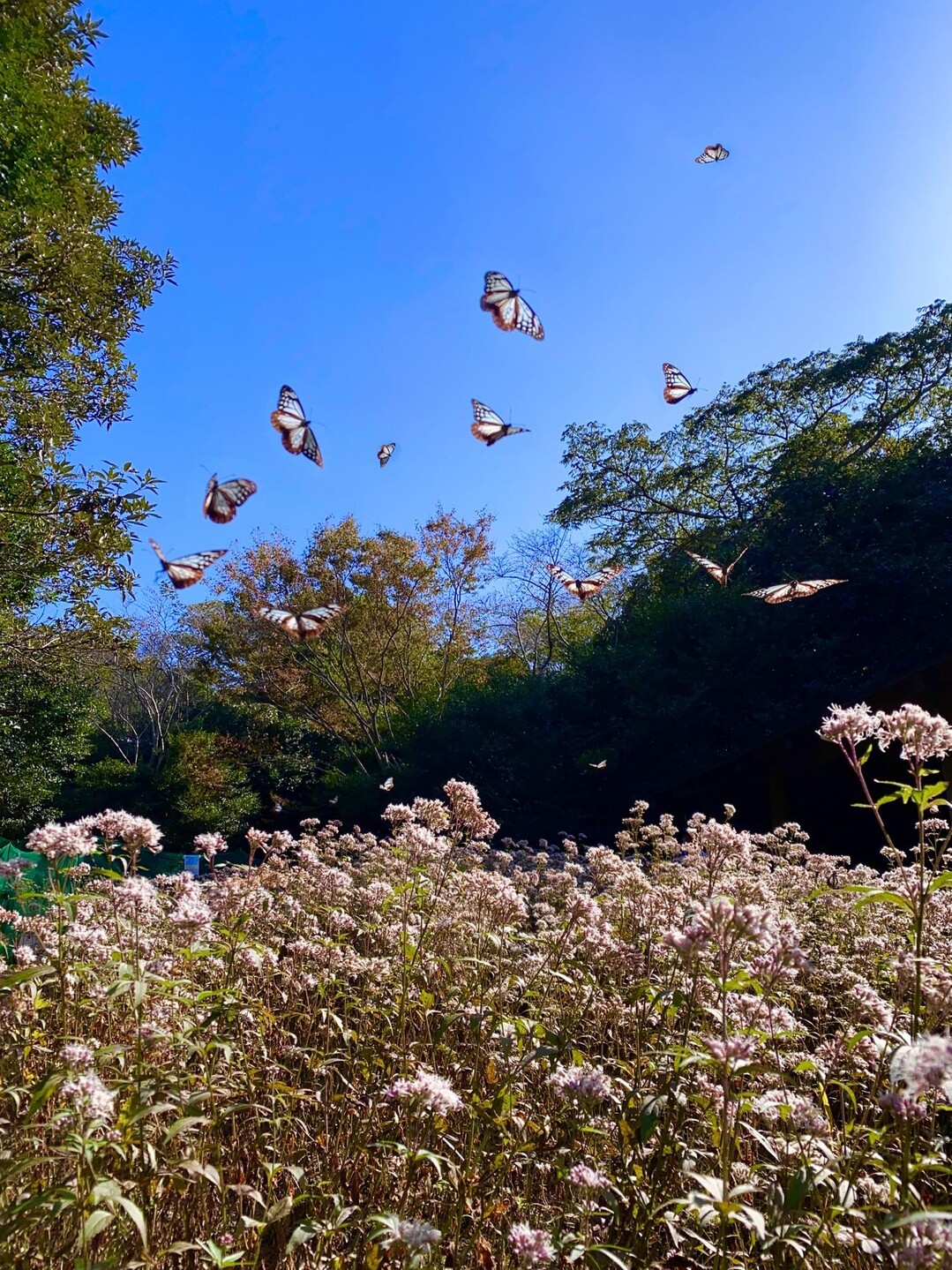 [4K動画有り]旅する蝶に会いに「アサギマダラの谷」へ / rafikiさんの西山の活動データ | YAMAP / ヤマップ