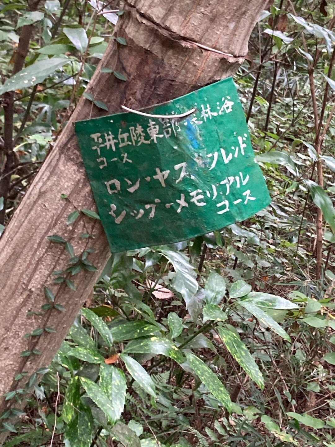 野鳥の森から3ピーク 倉戸山・猿取山・金毘羅山 / BAYSさんの赤ぼっこの活動日記 | YAMAP / ヤマップ