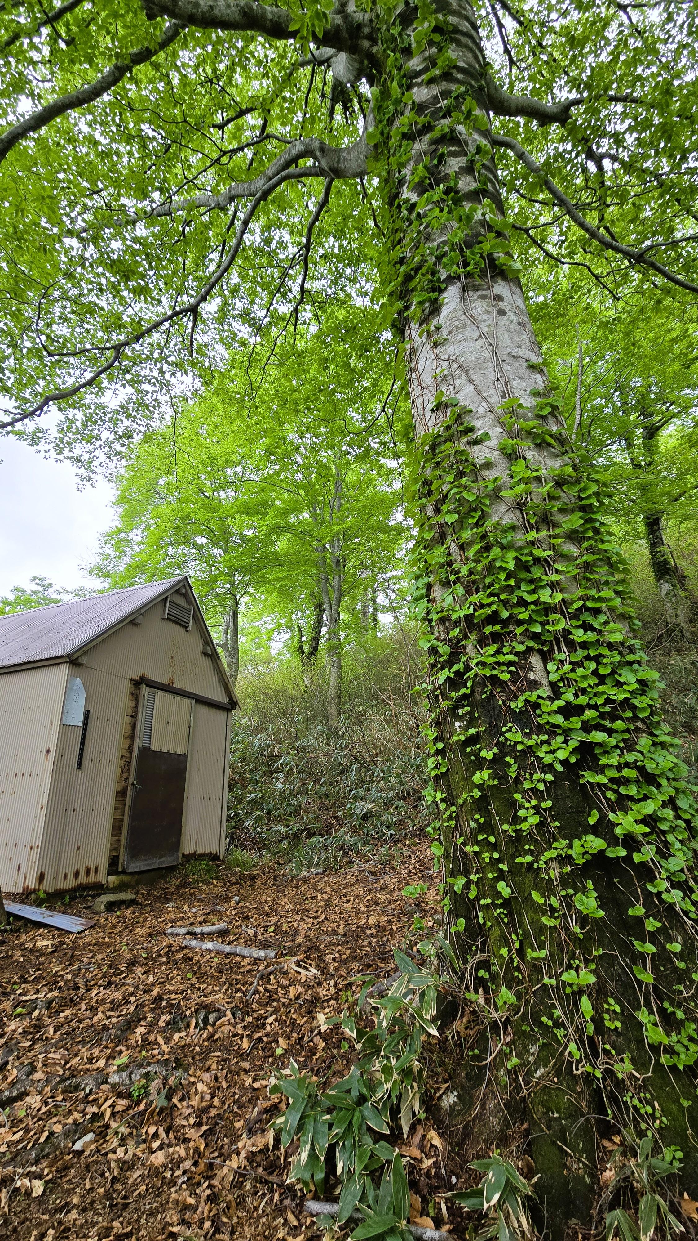 [摩耶山]神戸のマヤに負けない絶景なのに虫の大群＆強風で山頂では足がすくむww / こずなぎ[kozunagi_suga]さんの摩耶山の活動日記 | YAMAP / ヤマップ