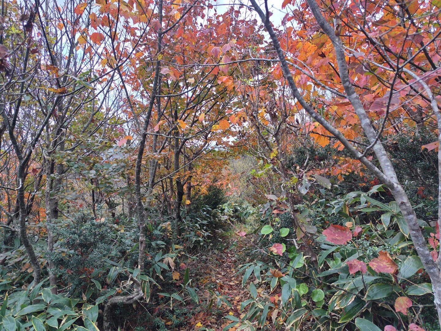 大佐山・大原山 / mipotさんの雲月山・大潰山・大佐山の活動データ | YAMAP / ヤマップ