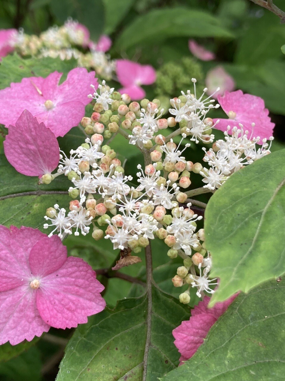 谷上〜神戸森林植物園で初あじさい鑑賞〜北鈴蘭台 / Samさんの六甲山・長峰山・摩耶山の活動データ | YAMAP / ヤマップ