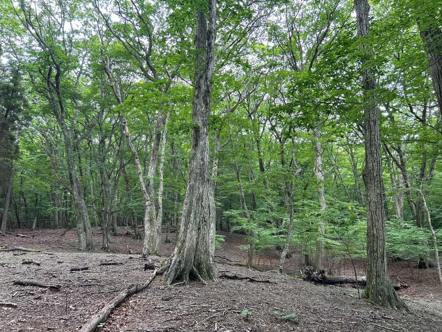 苦汁雨のウォーキング🤷‍♂️ / banffさんの九重山（久住山）・大船山・星生山の活動データ | YAMAP / ヤマップ