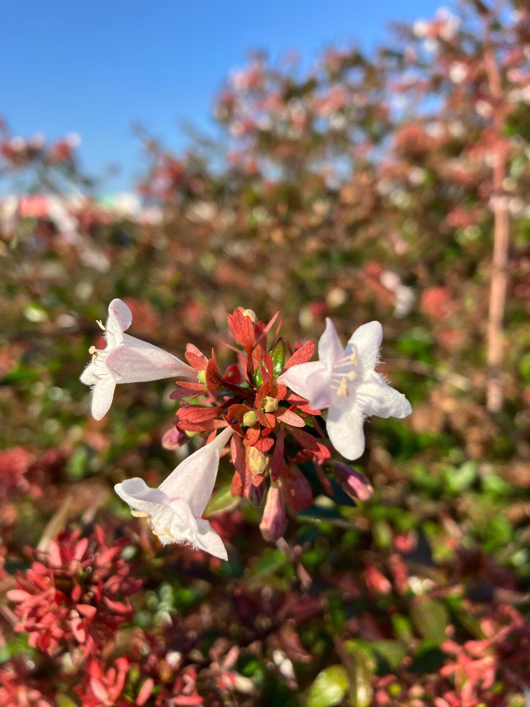 🌿AZUSA 🌸伍 🥾さんの投稿したフィールドメモ | YAMAP / ヤマップ