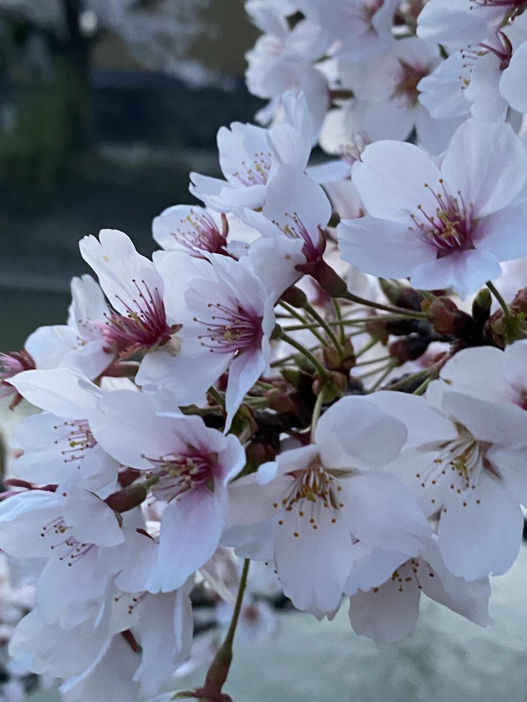 福島江桜満開 / tatatuさんのモーメント | YAMAP / ヤマップ