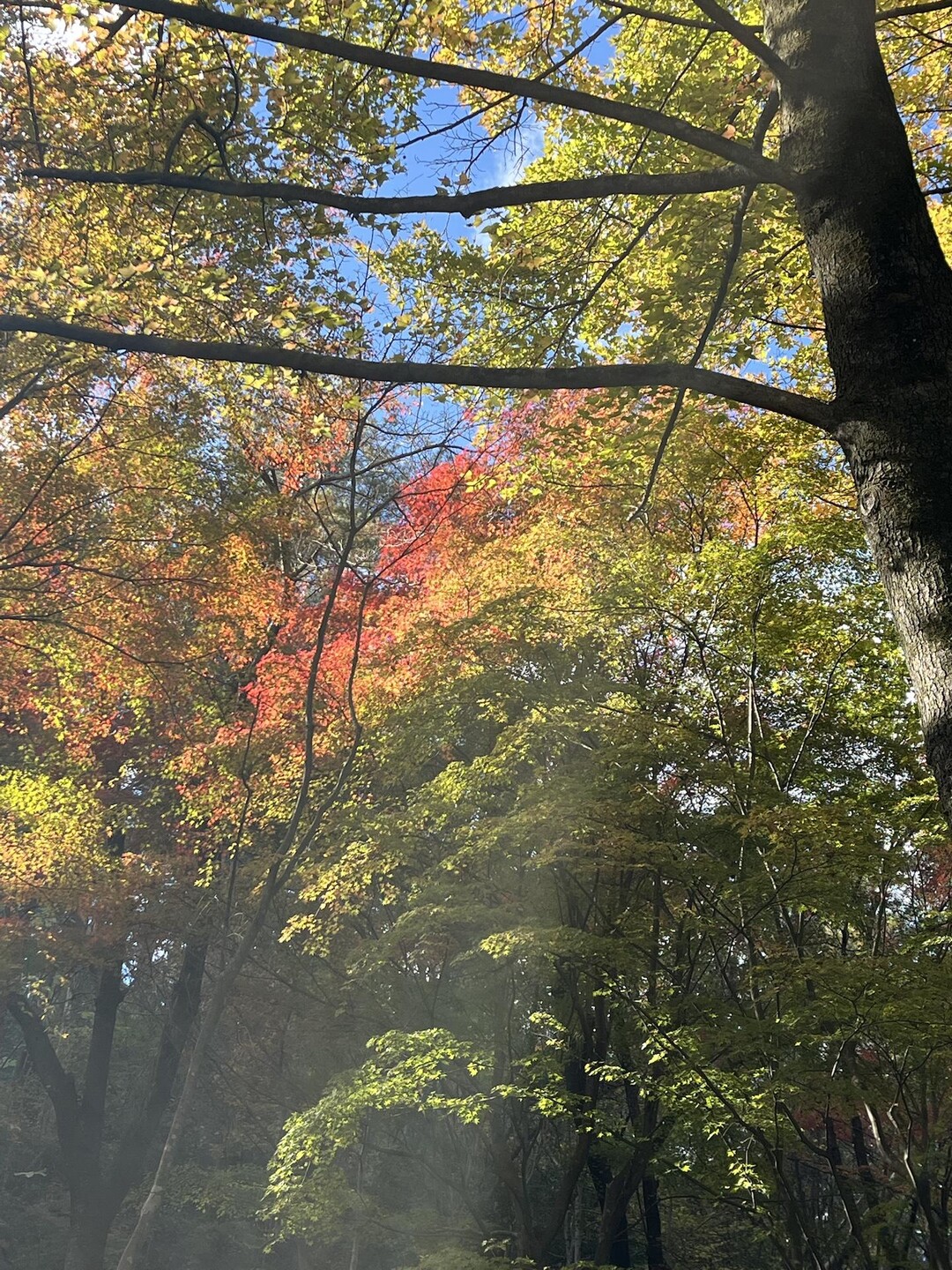 アップルウォッチでYAMAP in古賀志山・御嶽山 / もょもとさんの古賀志山・赤岩山・鞍掛山・男抱山・半蔵山の活動日記 | YAMAP / ヤマップ