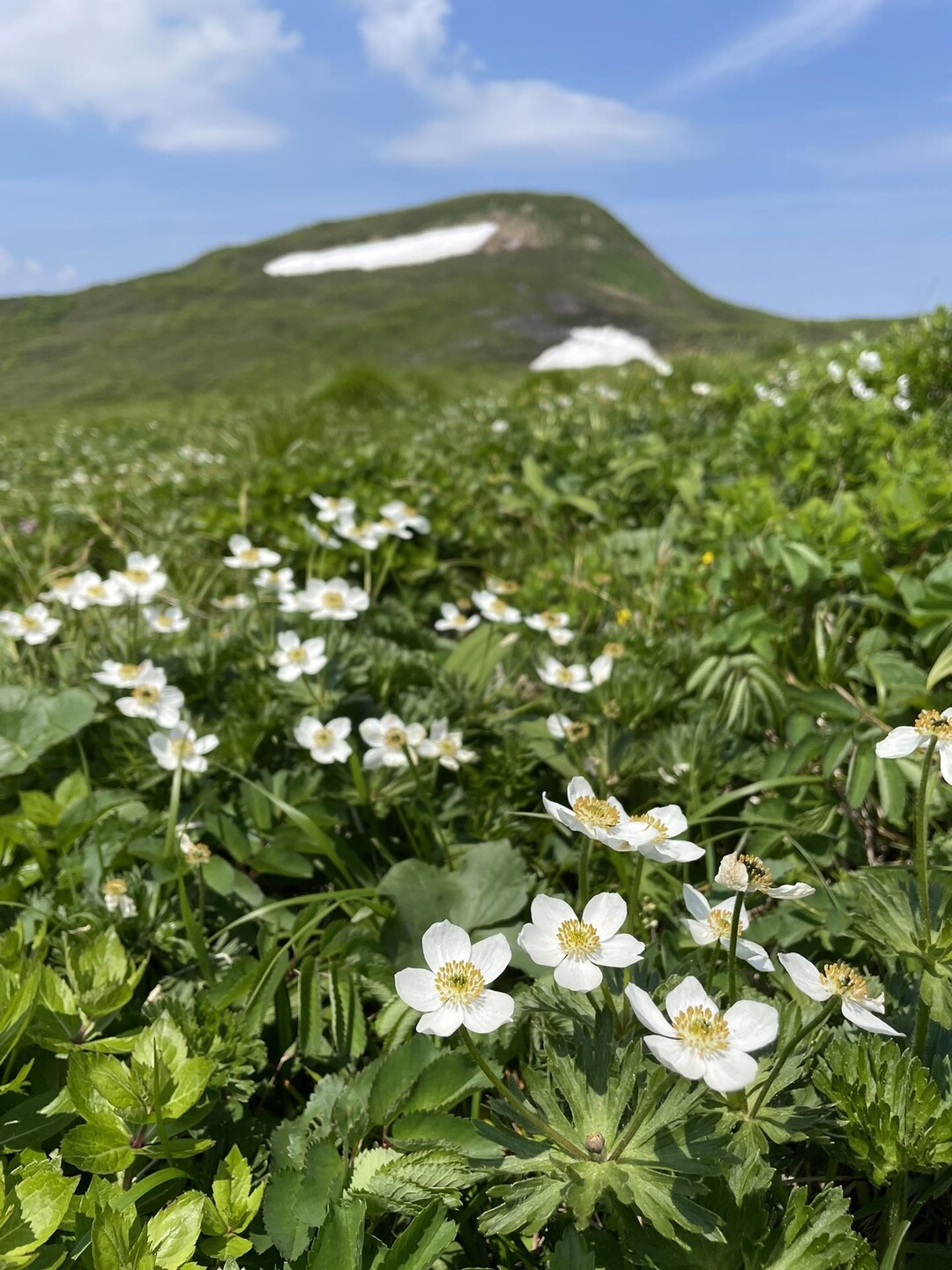 焼石岳 中沼コース / akmt.tttさんの焼石岳・兎森山・鷲ヶ森山の活動データ | YAMAP / ヤマップ