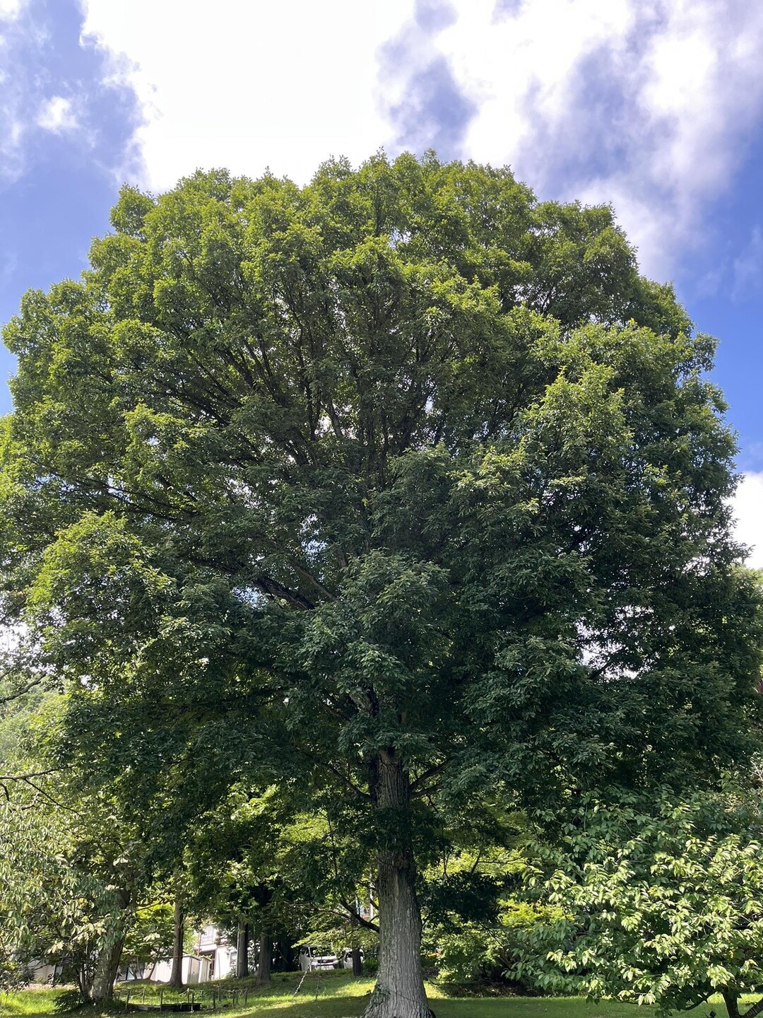 赤林山 5合目まで。 / sue sannさんの南昌山・東根山・箱ヶ森の活動データ | YAMAP / ヤマップ