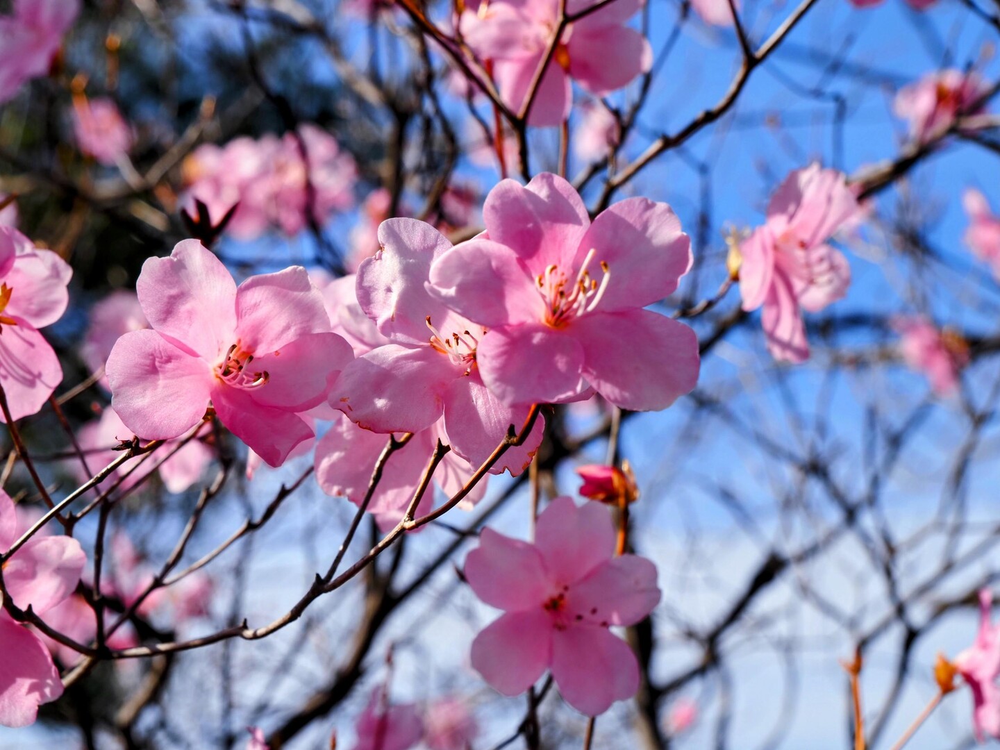 お待ちかね🌹⛰三床山 / capetaさんの三床山・金原山の活動データ | YAMAP / ヤマップ