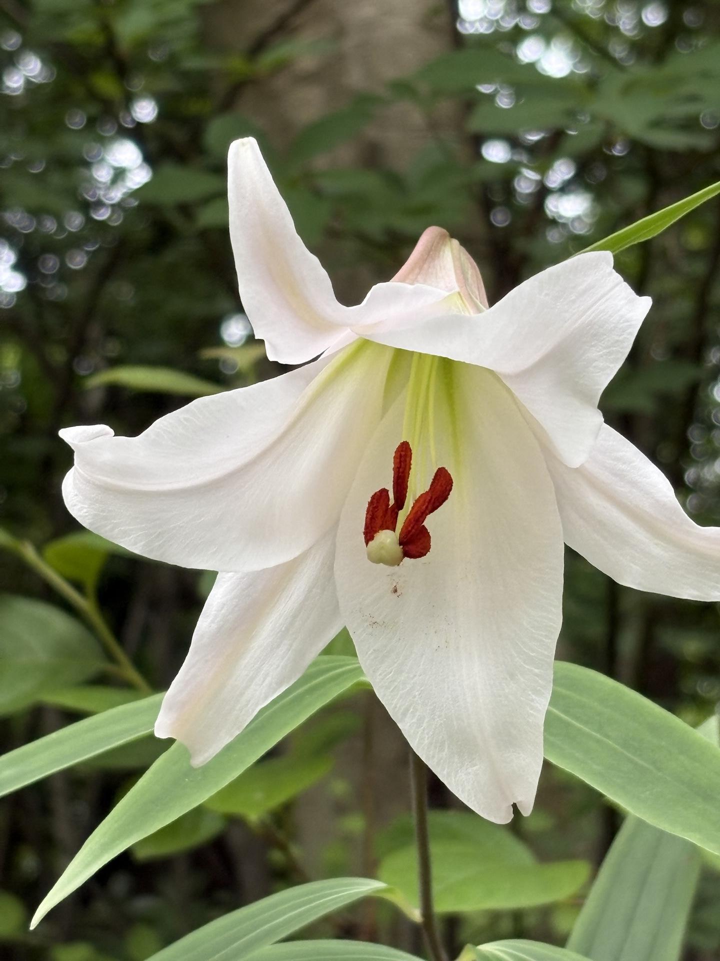 涼しい風が吹いていた 天筒山 / miniさんの天筒山・中池見湿地の活動データ | YAMAP / ヤマップ