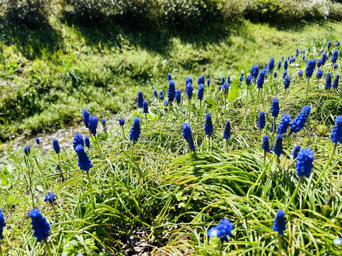 赤沢富士・鶏足山 / m. hiroさんの焼森山・鶏足山の活動データ | YAMAP / ヤマップ