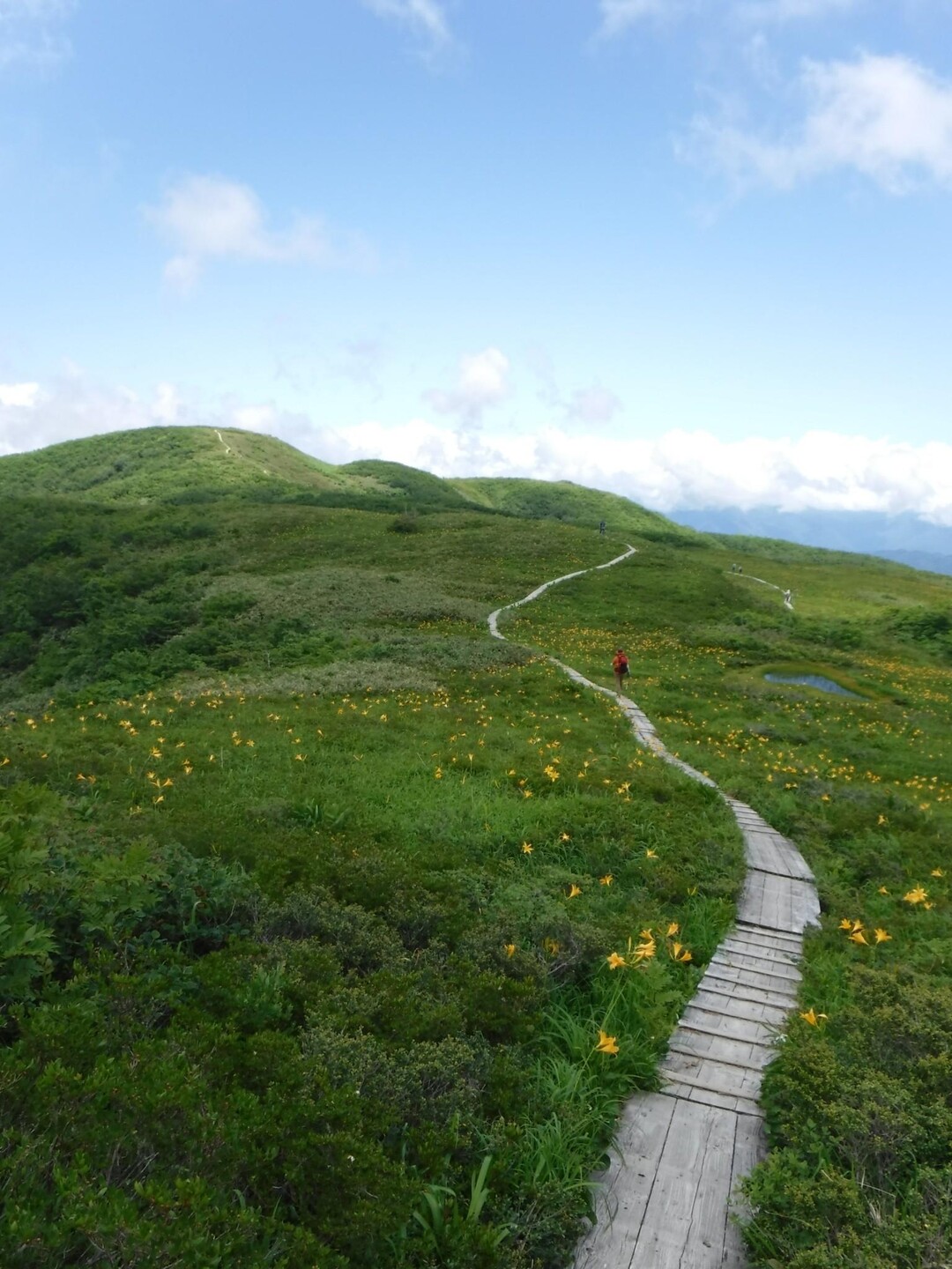 白木峰…きいろ…ニッコウキスゲ… / cocataさんの白木峰・小白木峰の活動データ | YAMAP / ヤマップ