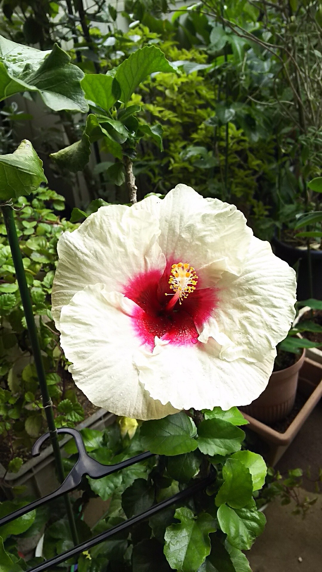 sususuのページ | YAMAP / ヤマップ