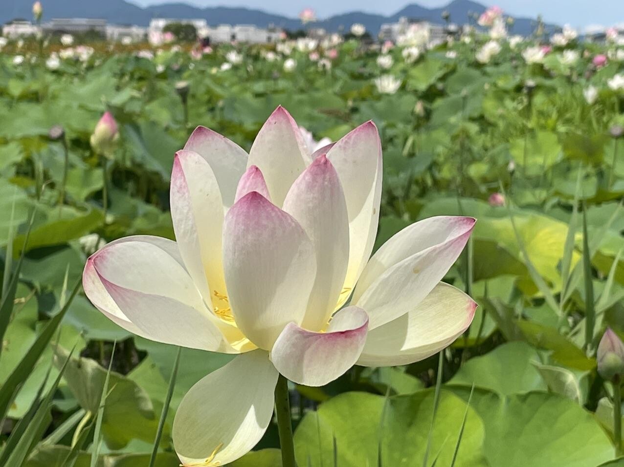 mimaのページ | YAMAP / ヤマップ