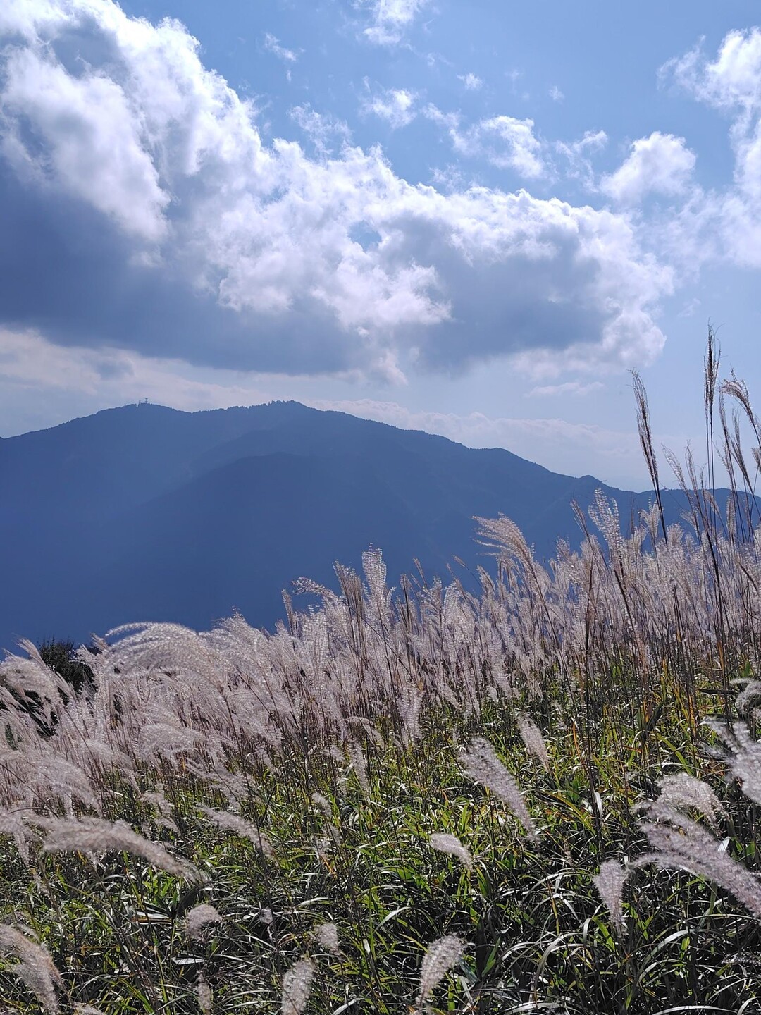 竹内街道からの大和葛城山🌾🌾 / keiAM60さんの金剛山・二上山・大和葛城山の活動データ | YAMAP / ヤマップ