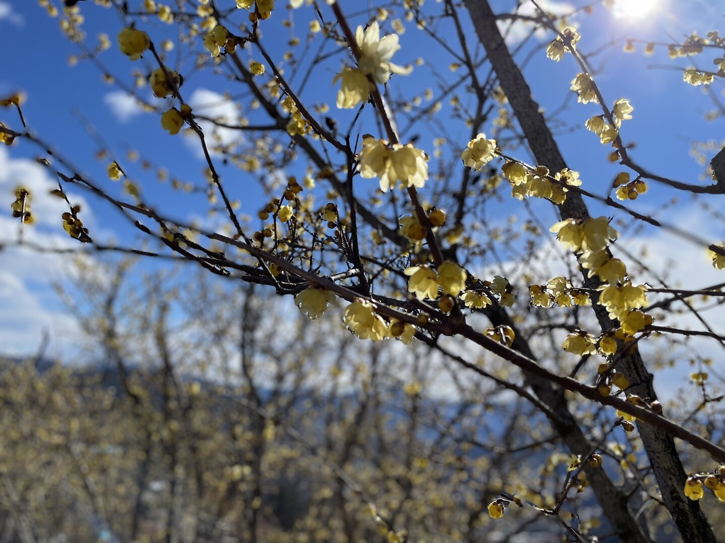 御嶽山（坊山）・天狗山・宝登山 / ひさたかさんの宝登山・長瀞アルプス・不動山・陣見山・鐘撞堂山の活動データ | YAMAP / ヤマップ