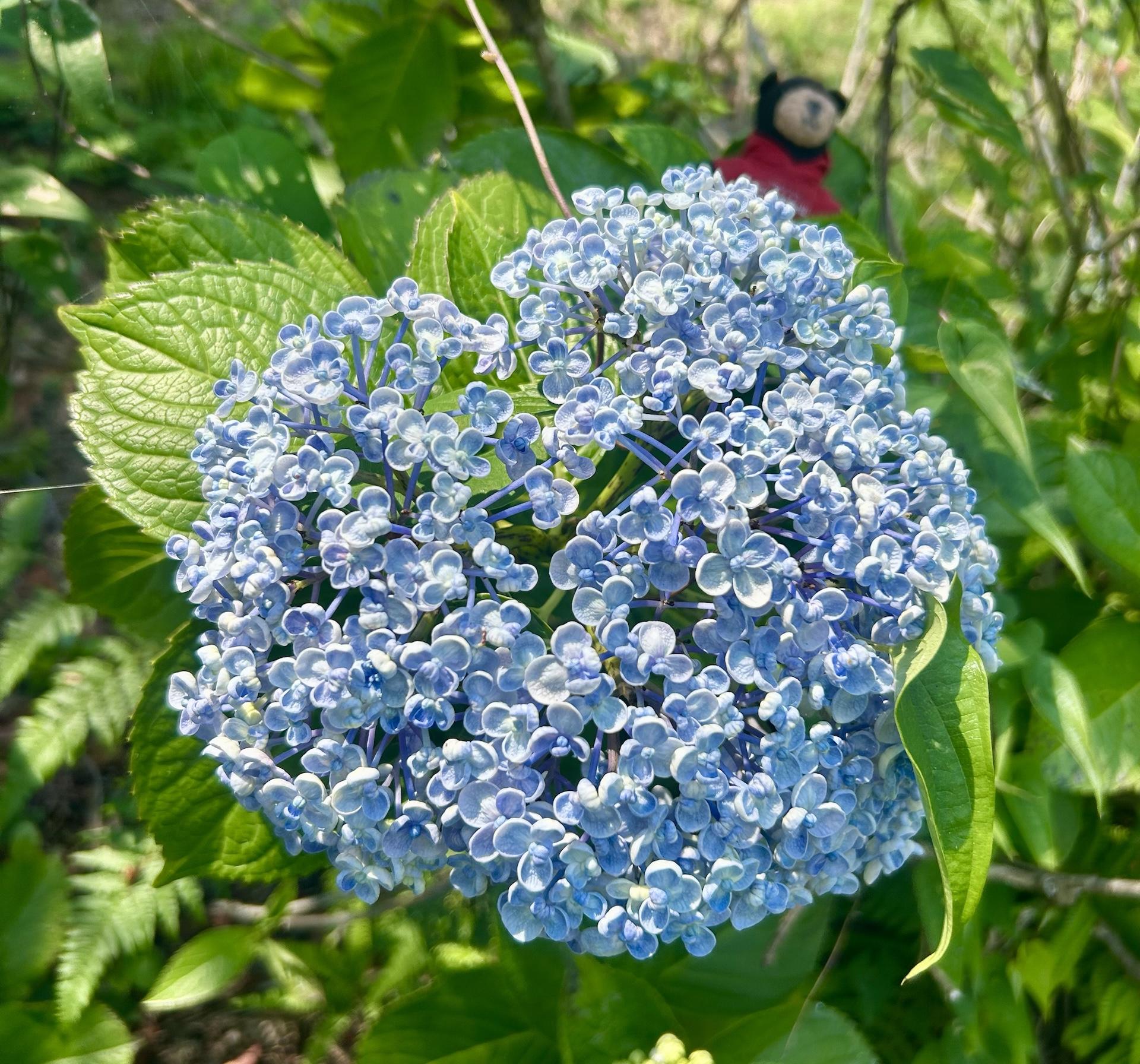 2度も置き去りに｡ﾟ+.( °∀°)ﾟ+.ﾟ 三角台・龍王山 / datinさんの鎮南山の活動データ | YAMAP / ヤマップ