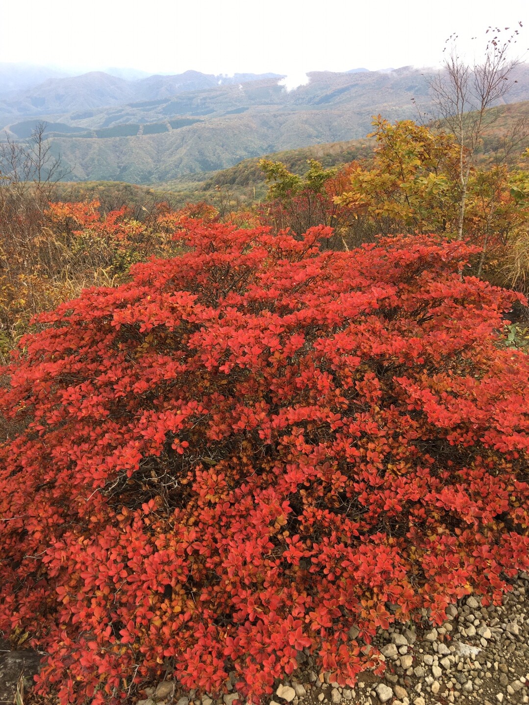 泉ヶ岳 / bateniceさんの船形山（御所山）・泉ヶ岳・蛇ヶ岳の活動データ | YAMAP / ヤマップ