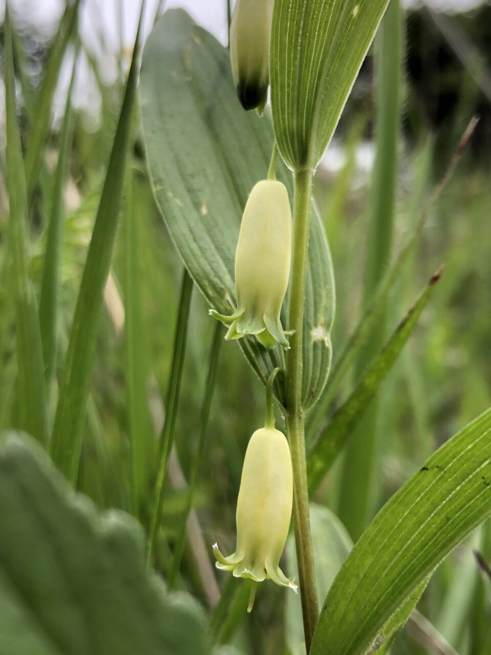 大蔵高丸・ハマイバ丸・白谷ノ丸(湯ノ沢峠〜Wピストン) / Co-CHeさんの滝子山・大谷ヶ丸・笹子雁ヶ腹摺山の活動データ | YAMAP / ヤマップ