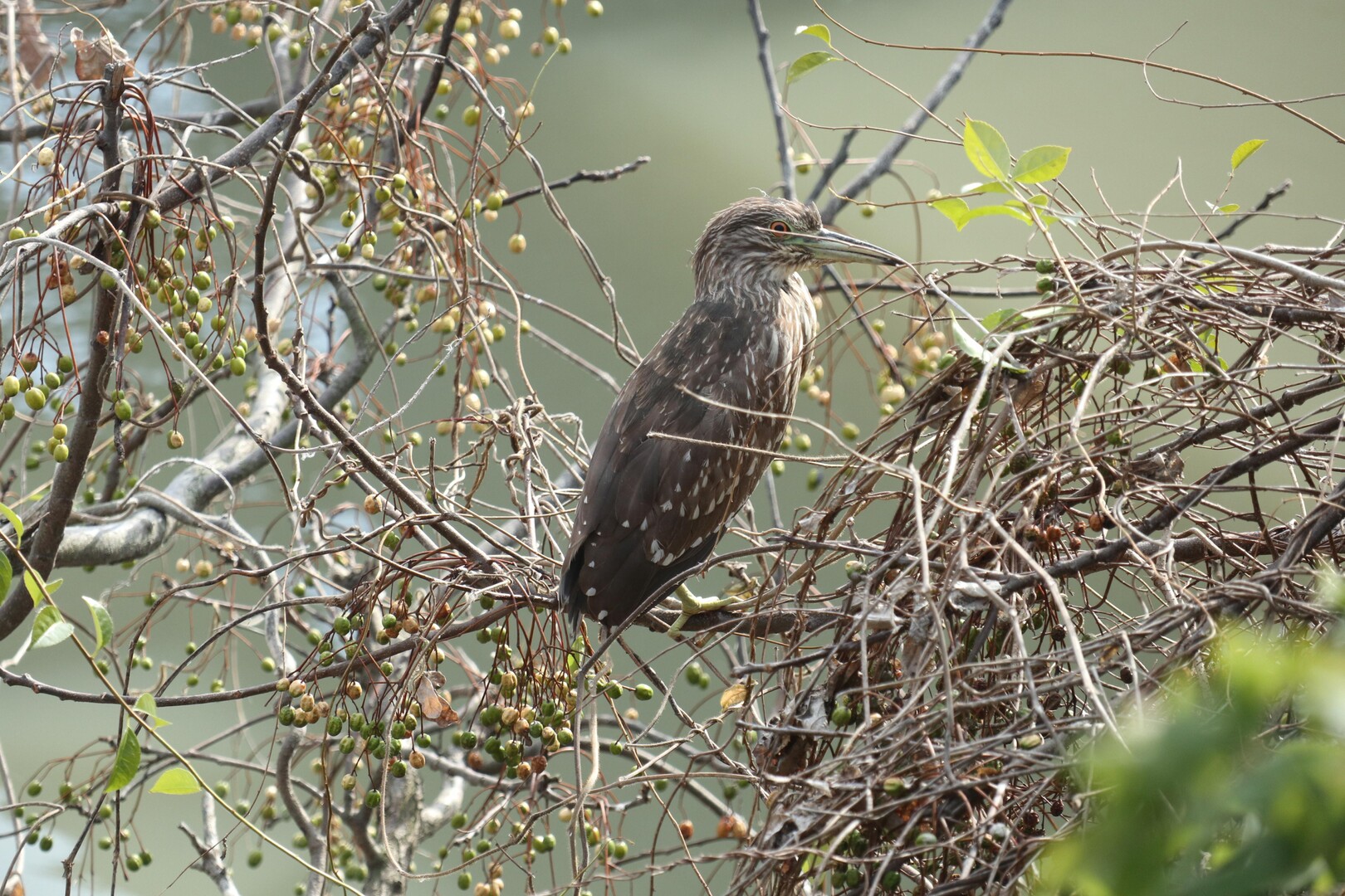 宇城フットパス「松橋コース」 / suejirouさんの八代市の活動データ | YAMAP / ヤマップ