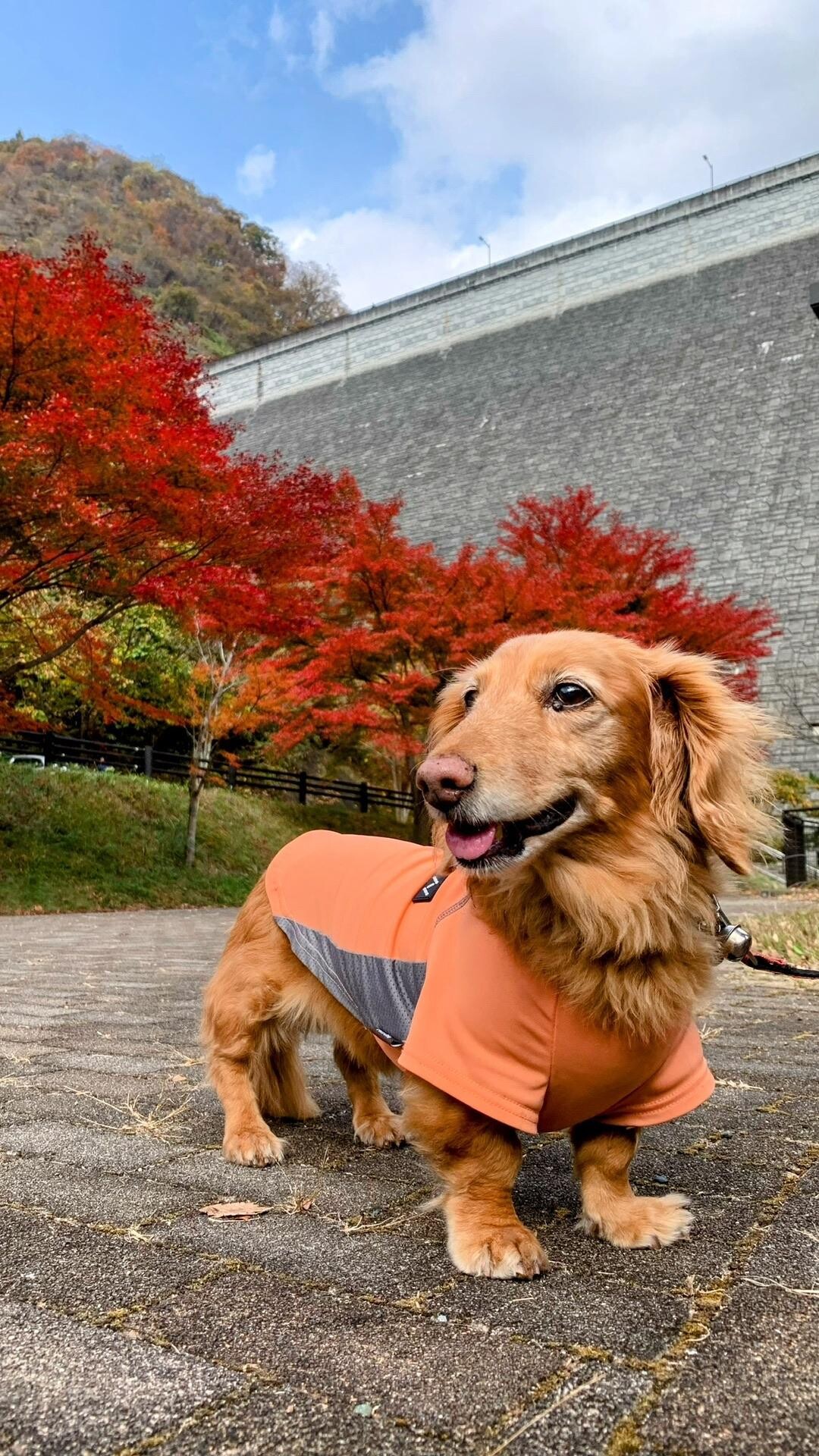 紅葉ハイク🍁nanacoちゃんといっしょ💞 / 山どんこ🎶さんの榛名山・天狗山・天目山の活動データ | YAMAP / ヤマップ