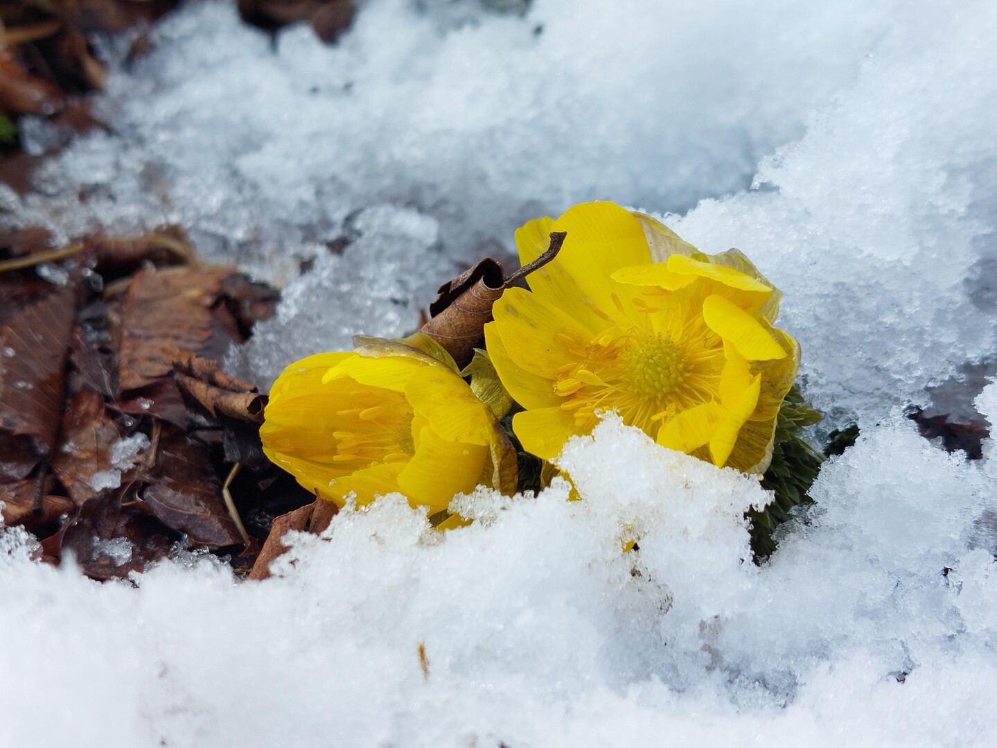 鍋尻山と山門水源の森に再び / のこさんの鍋尻山の活動日記 | YAMAP / ヤマップ