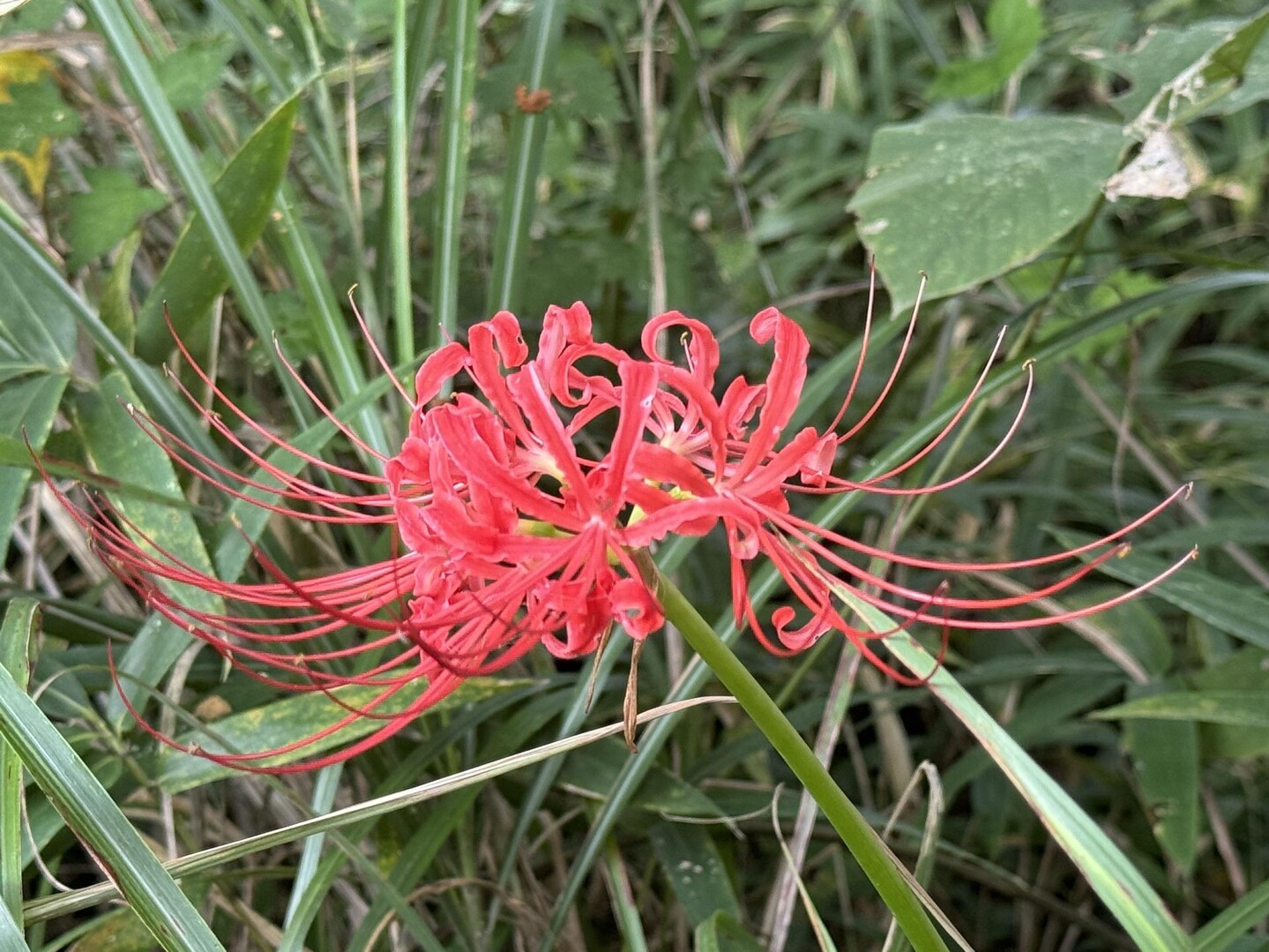 秋深まる高尾山 / 🐰Lininha(Lina)🐢🐇さんの高尾山・陣馬山・景信山の活動データ | YAMAP / ヤマップ