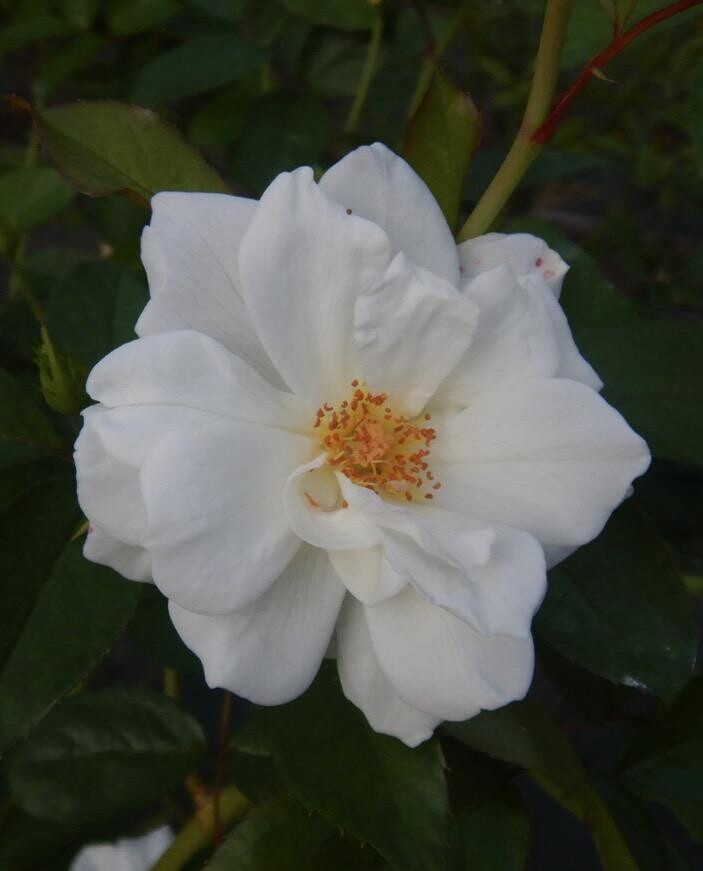 我が家の薔薇 3種のアイスバーグ アイス... / ken-3さんのモーメント | YAMAP / ヤマップ