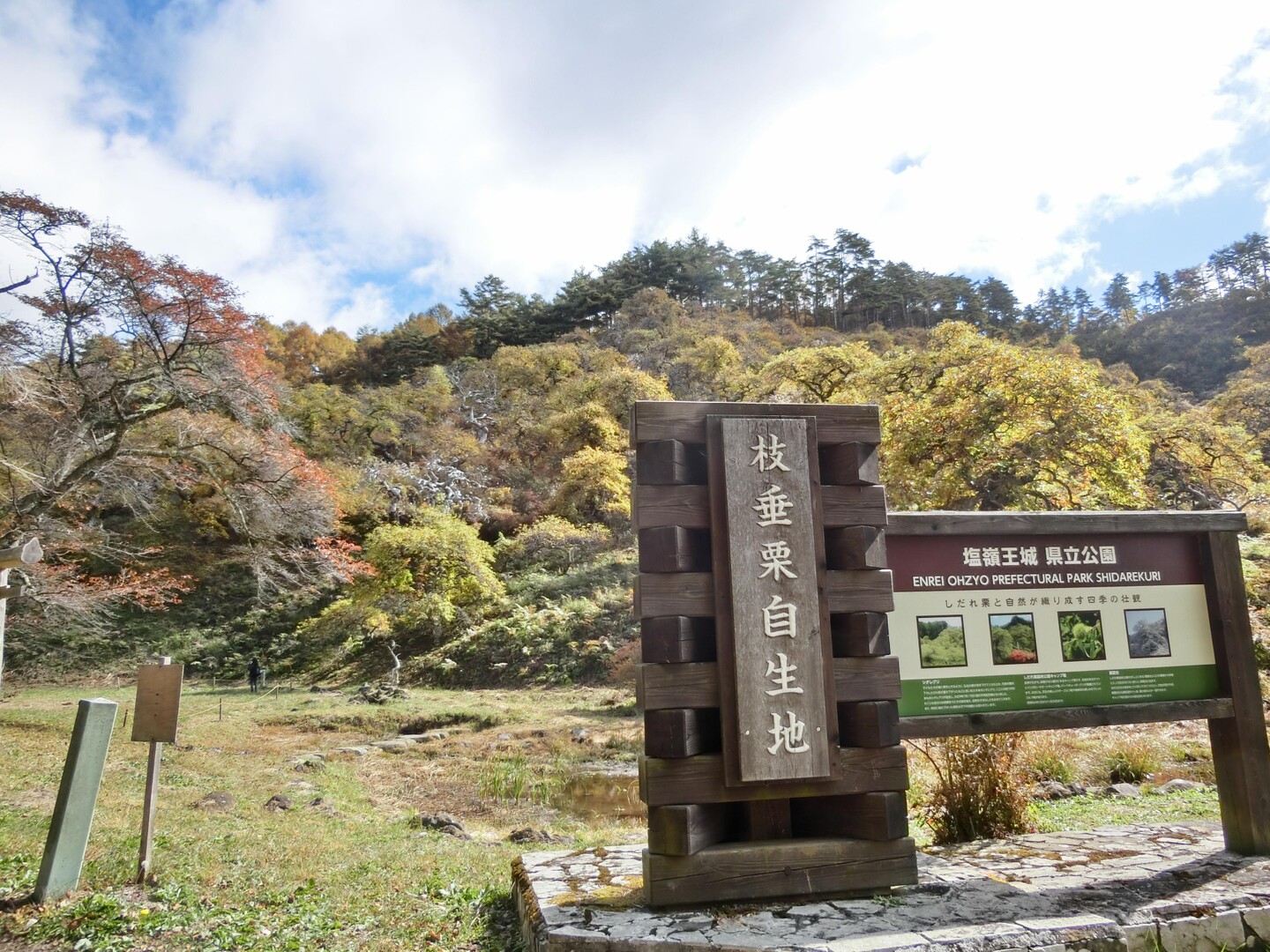 シダレグリ群生地 at 信州辰野町 しだれぐり展望台まで周回 / tadmさんの大城山・鶴ヶ峰・諏訪高尾山の活動データ | YAMAP / ヤマップ