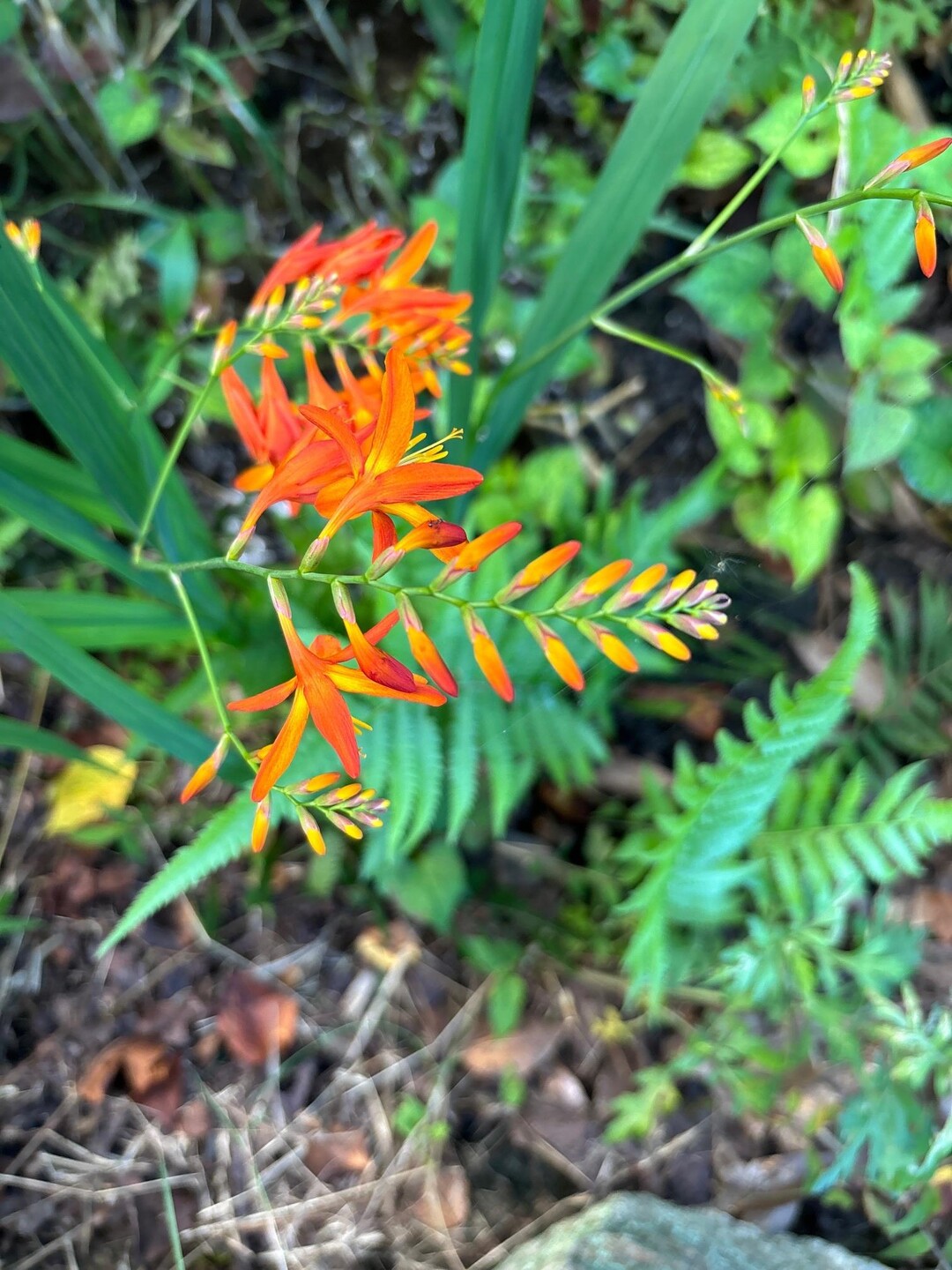 岳城山 / BP5さんの宝満山・三郡山・若杉山の活動データ | YAMAP / ヤマップ