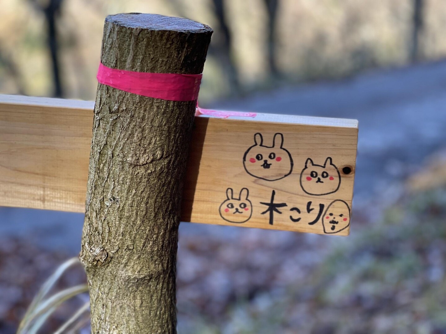 白木峰 / @yanoさんの白木峰・小白木峰の活動データ | YAMAP / ヤマップ