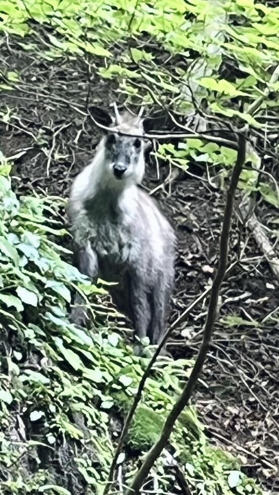 昼さがりの鳴神⛰にカモシカ在り ️（桐生岳） / ｺﾖｩﾃ(coyote)さんの鳴神山・吾妻山の活動データ | YAMAP / ヤマップ