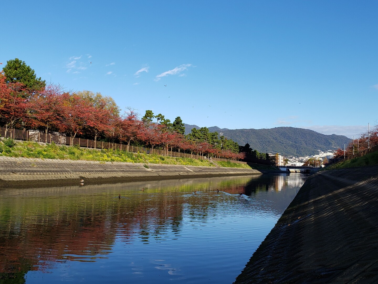 ひさしぶりの快晴、紅葉がピーク🍁 / mukoyamano mineさんのモーメント | YAMAP / ヤマップ