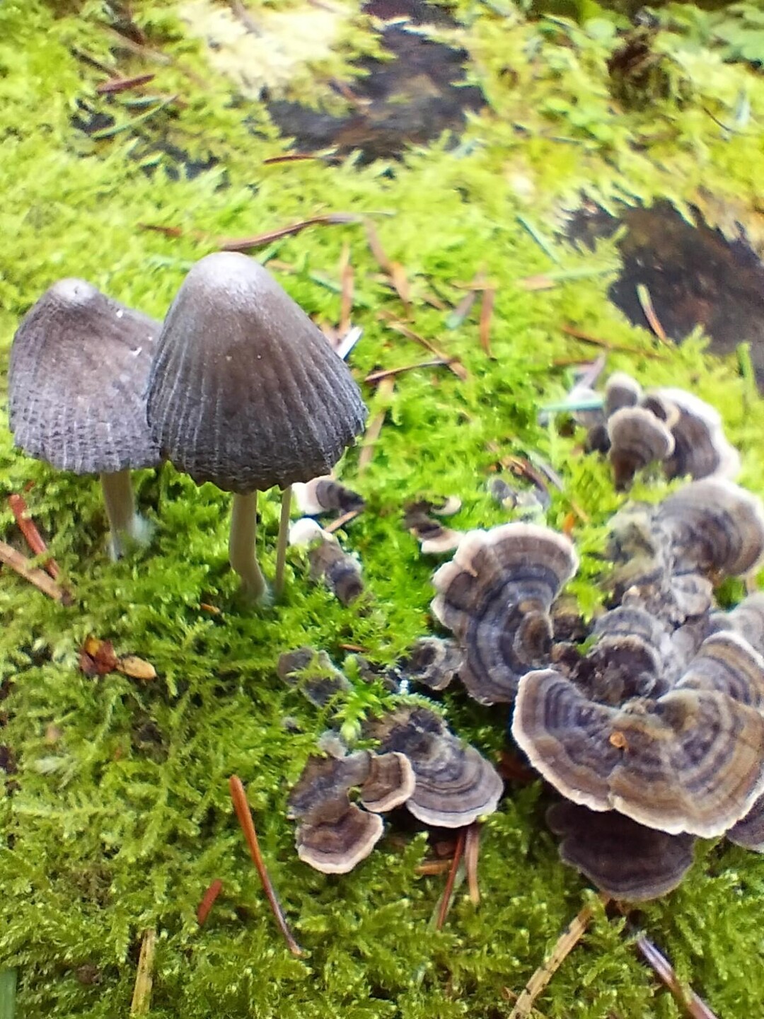 トムラウシ山 ちょっとだけ奥座敷 / 竹ちゃんさんのGT3 2の活動データ | YAMAP / ヤマップ