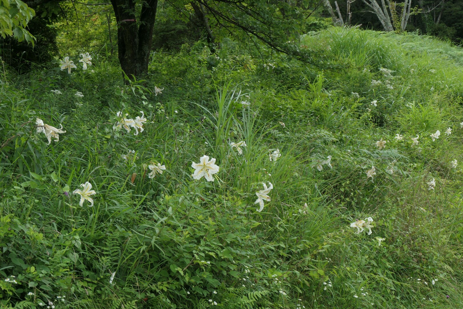 戸塚森 / mirinさんの戸塚森の活動データ | YAMAP / ヤマップ