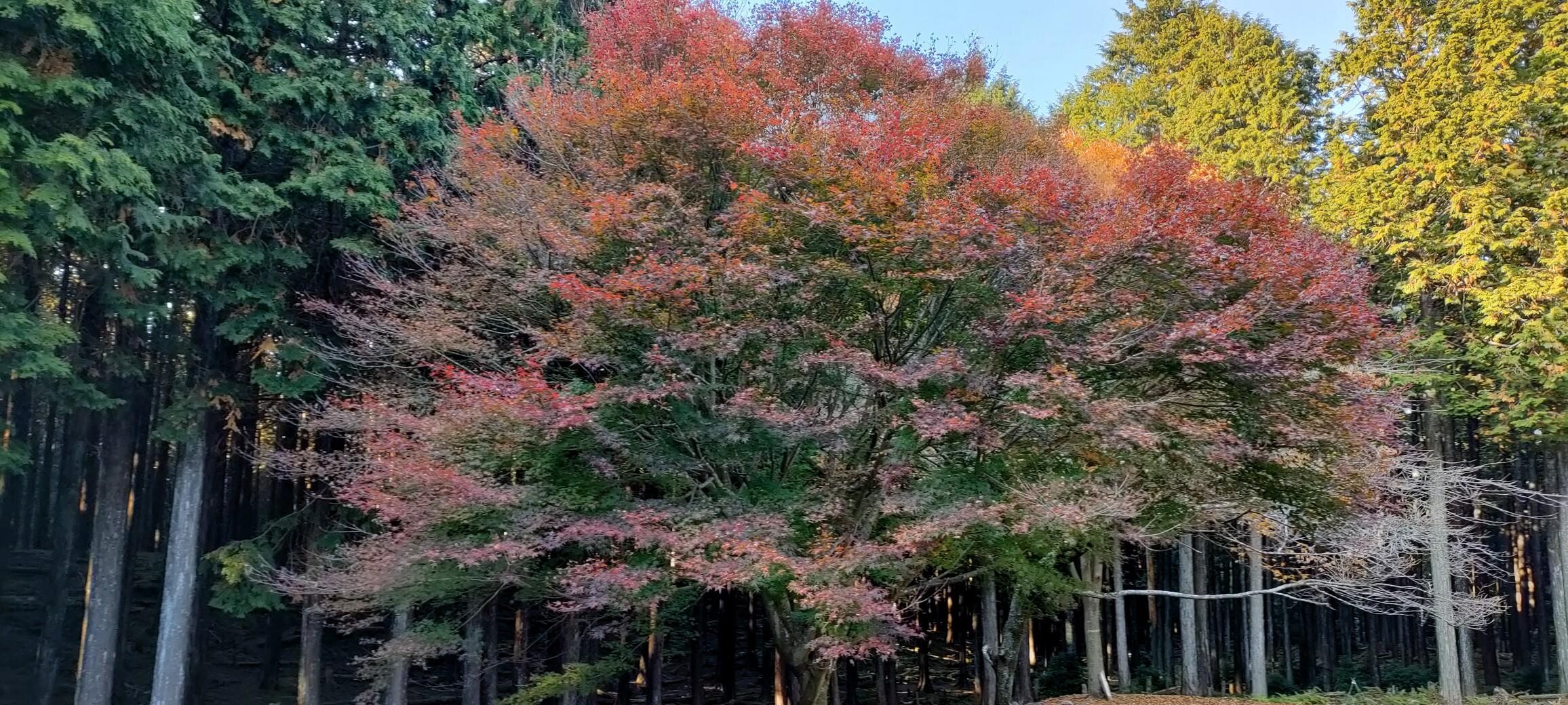 経ヶ峰…稲子山からの下山は辞めたほうが良い / ライさんの堀坂山・観音岳・桝形山（白米城）の活動データ | YAMAP / ヤマップ