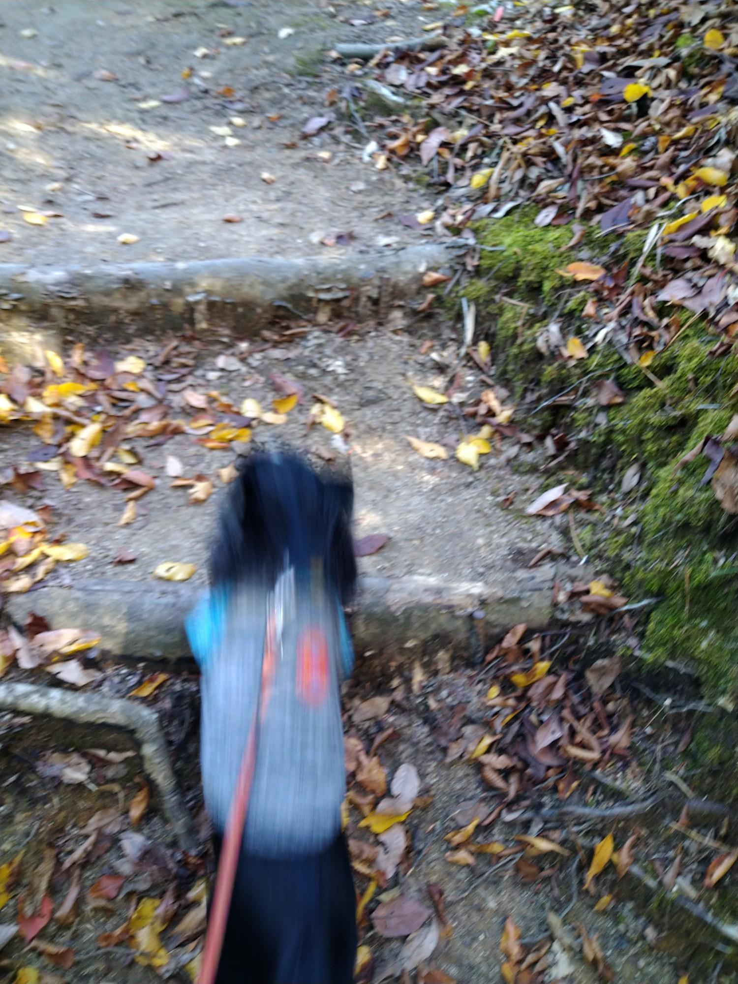 妻木城跡~全力DOG~ / おもちさんのウォーキングの活動データ | YAMAP / ヤマップ