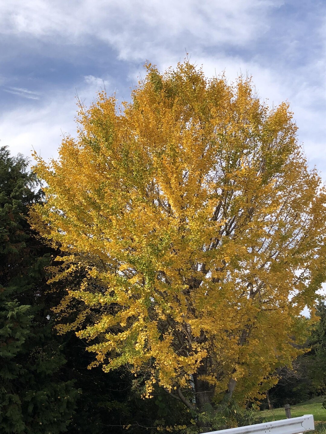 城山・こねこ山 / shu_oさんの大高見峰・猫山・城山の活動データ | YAMAP / ヤマップ