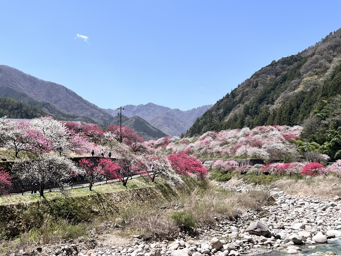 花桃🌸リベンジ、園原月川温泉♨️、6日... / たけのこ zi ziさんのモーメント | YAMAP / ヤマップ