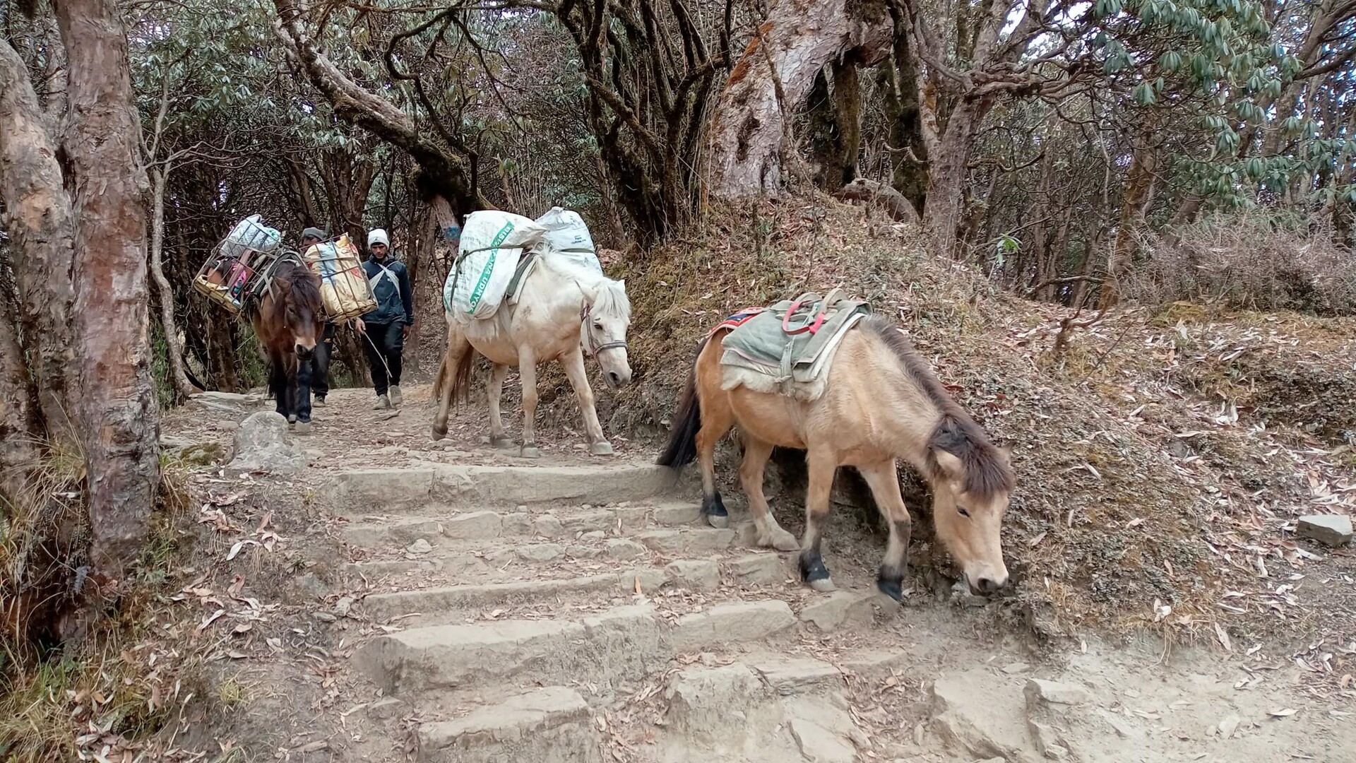 マルディ・ヒマール トレック(3日目) / tksさんのアンナプルナ サンクチュアリ トレックの活動データ | YAMAP / ヤマップ