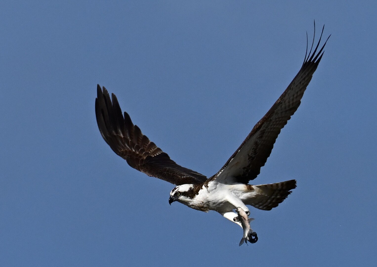今日も鳥撮-2025-01-15 / チュンさんのその他の活動データ | YAMAP / ヤマップ
