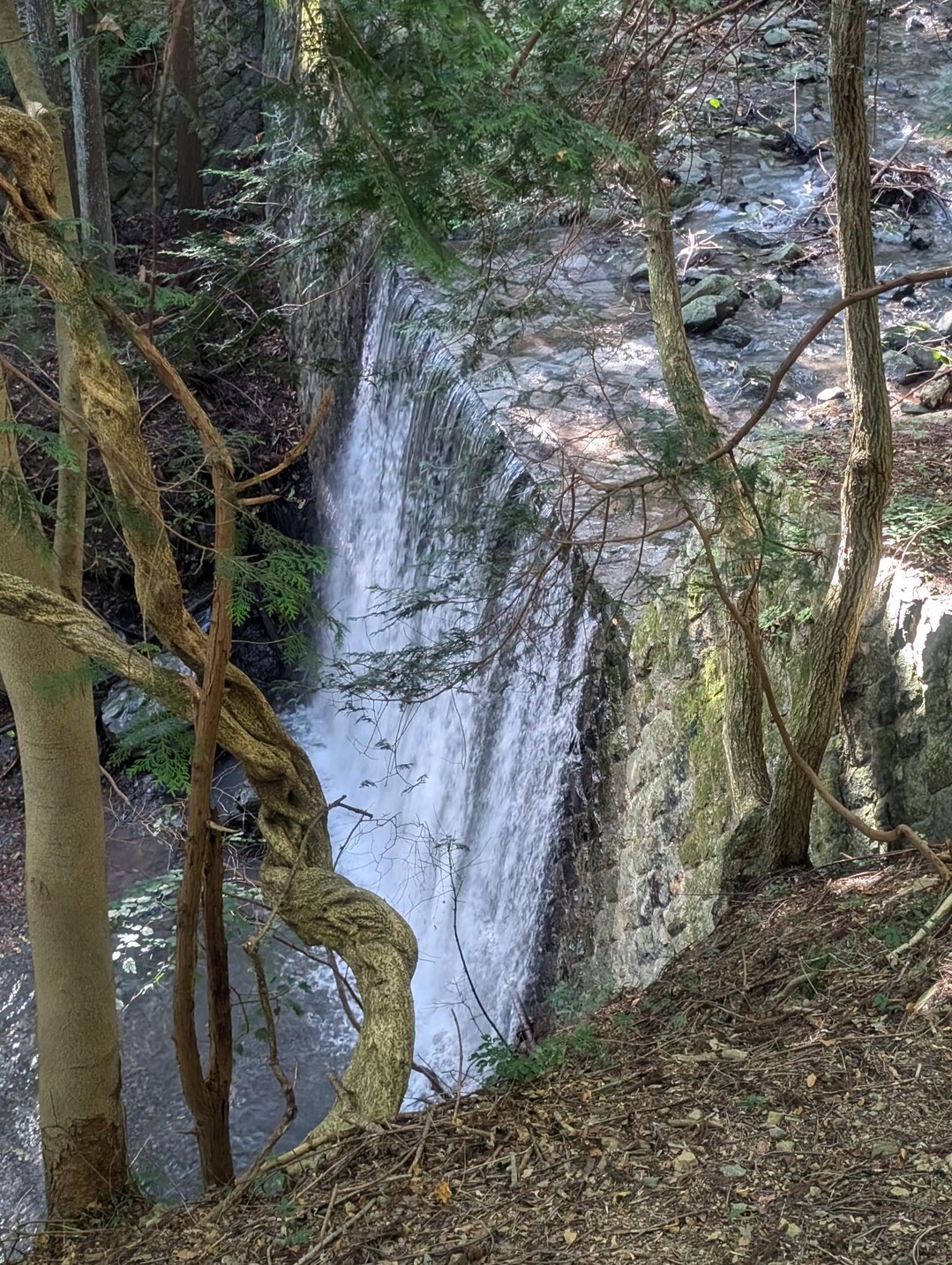 角研山・石切山・本社ヶ丸・清八山 / hidekiさんの三ッ峠山・本社ヶ丸・鶴ヶ鳥屋山の活動データ | YAMAP / ヤマップ