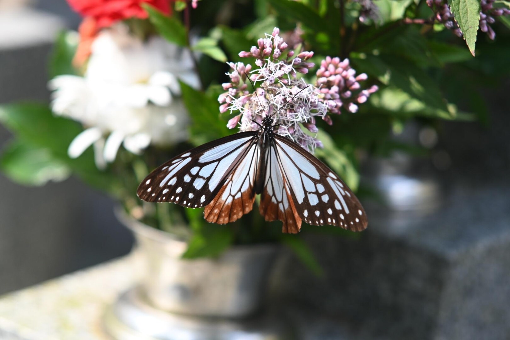 these days No,128 別れ... / Wis⁂さんのモーメント | YAMAP / ヤマップ