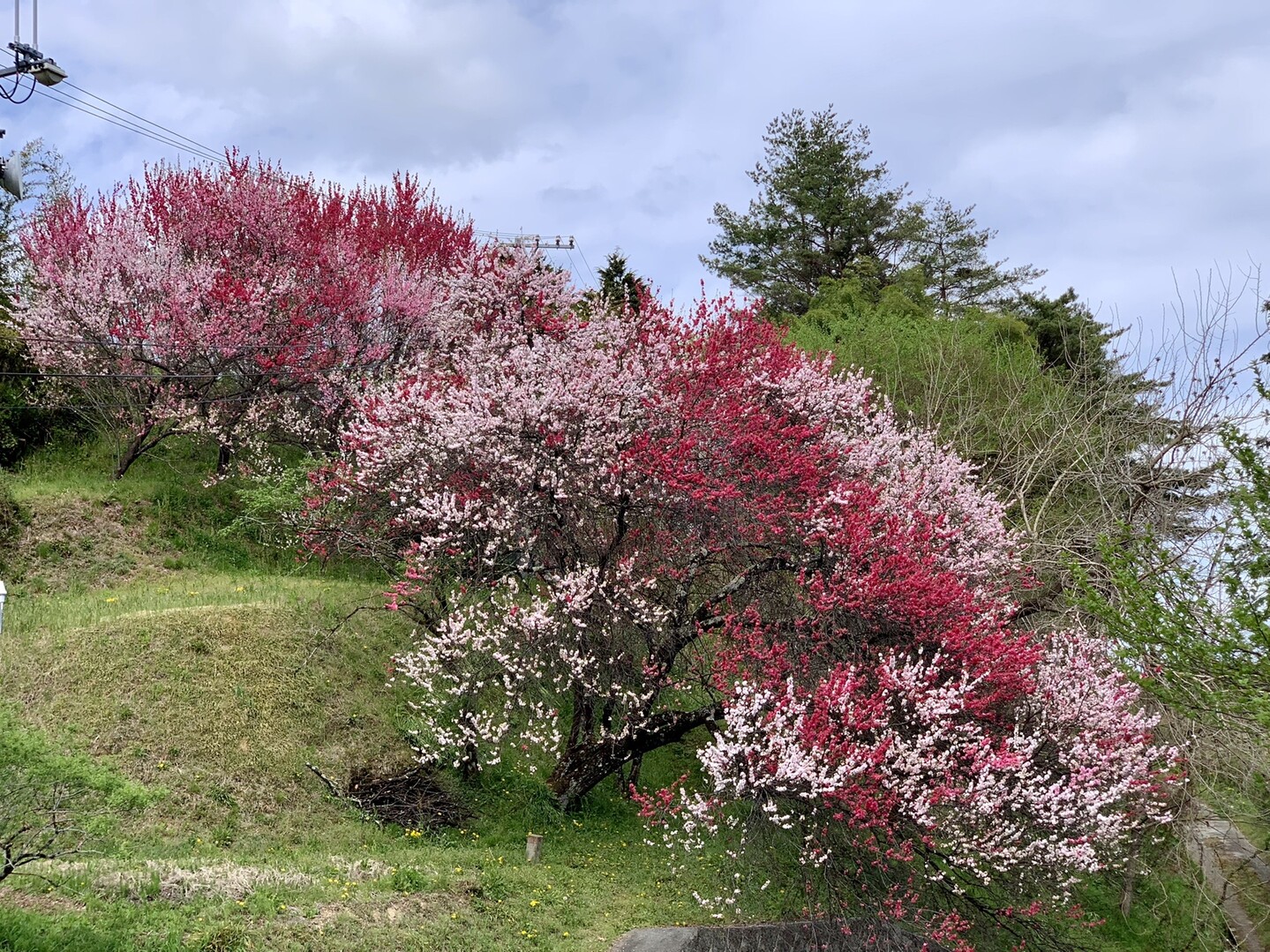 R4.4.16 花桃🌸 ソメイヨシノよ... / yayaさんのモーメント | YAMAP / ヤマップ