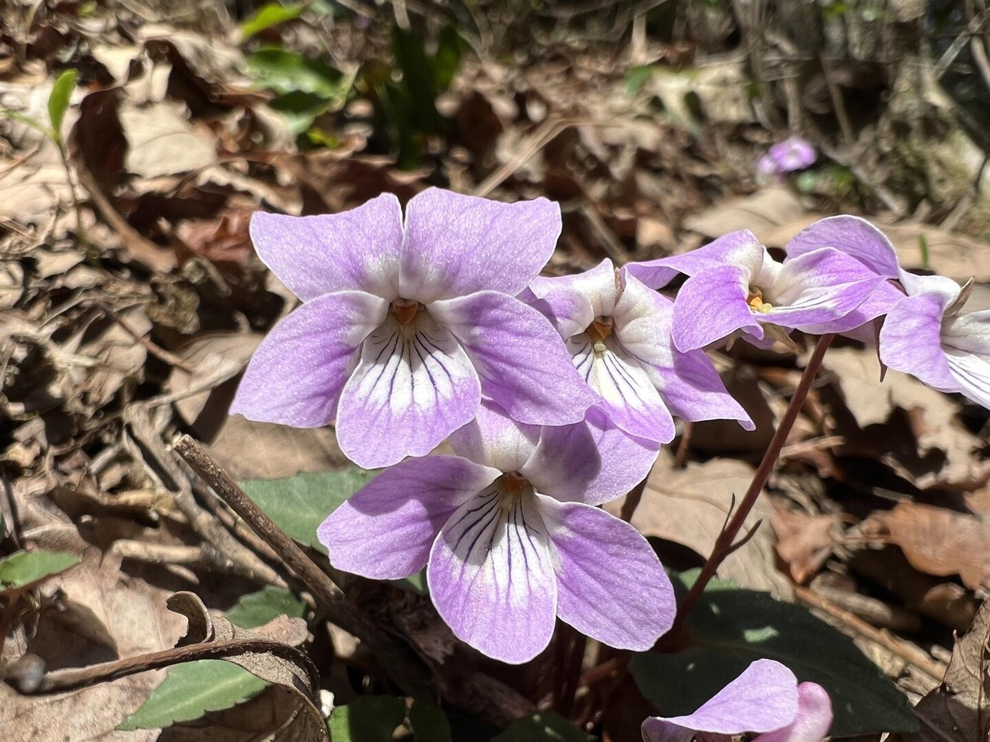 小飯盛山・シハイスミレ🌸 / sinoさんさんの龍門山・飯盛山の活動データ | YAMAP / ヤマップ