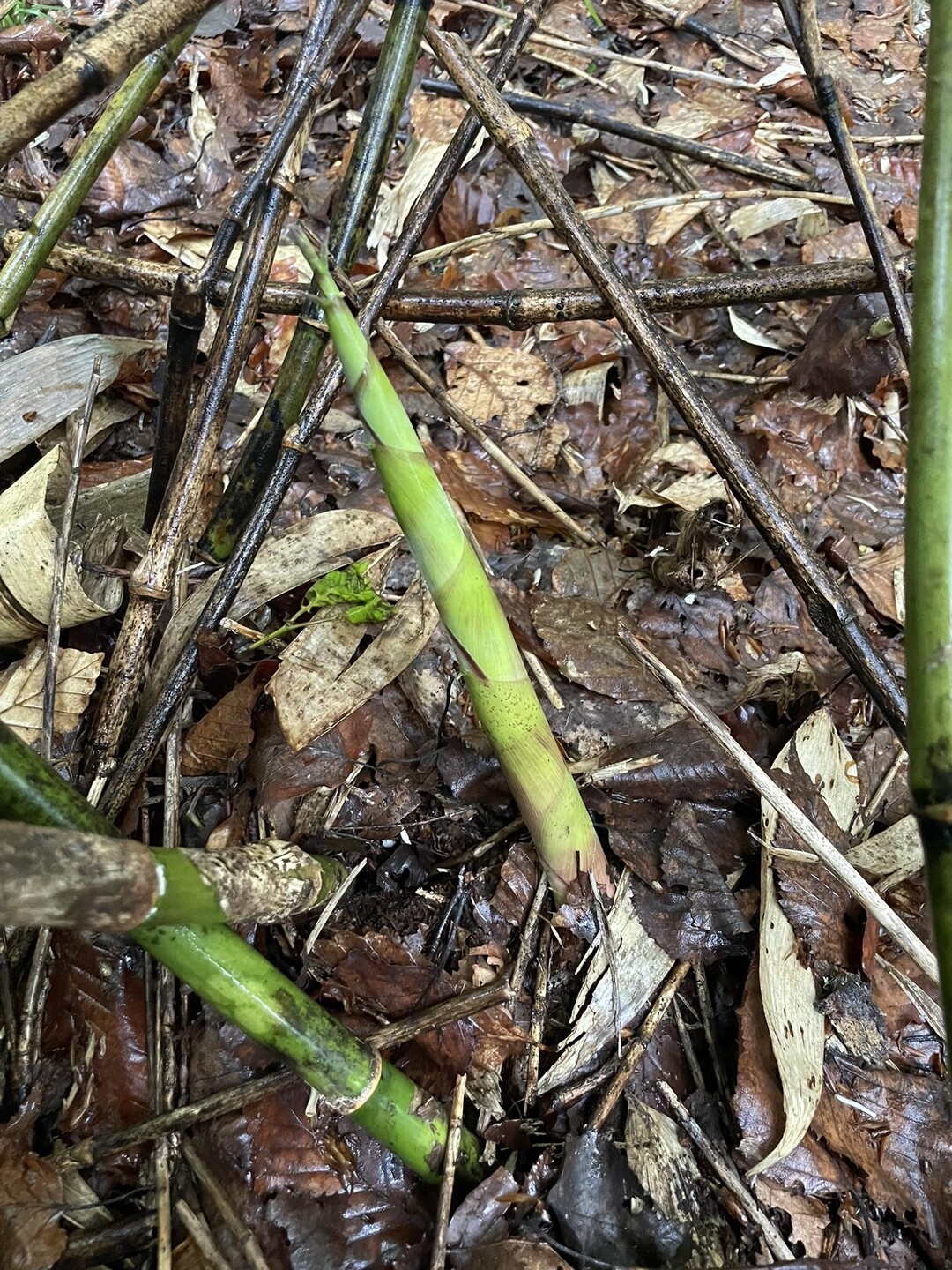 R5.6.3ひめたけ採り@網張 / ハルキさんのウォーキングの活動データ | YAMAP / ヤマップ