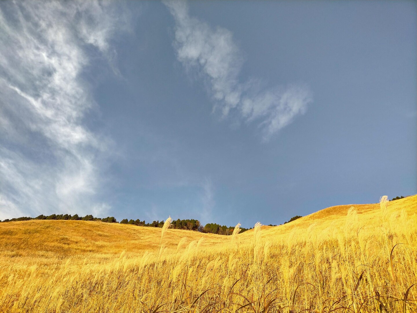 夕日とススキ🌾の曽爾(そに)高原 / fukoさんの倶留尊山・曽爾高原・古光山の活動データ | YAMAP / ヤマップ