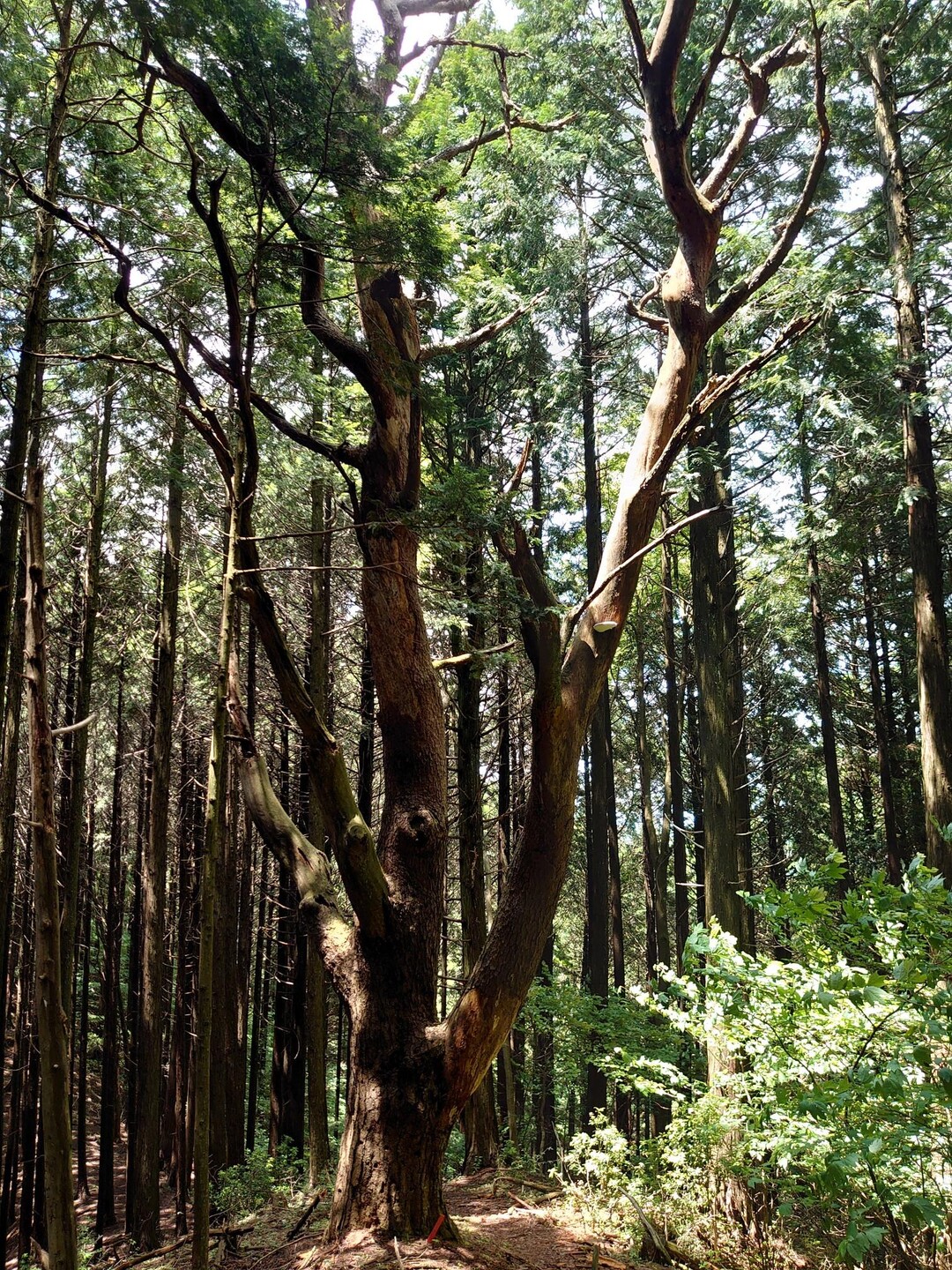 【愛知の130山】水晶山（68座目）～おかわり2座目はコンパクトな山でした。 / あらみつさんの駒山の活動データ | YAMAP / ヤマップ