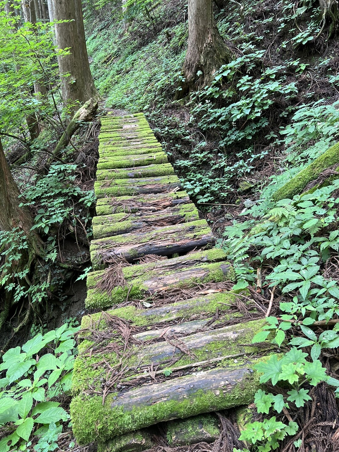 しのひろさんの投稿したフィールドメモ | YAMAP / ヤマップ