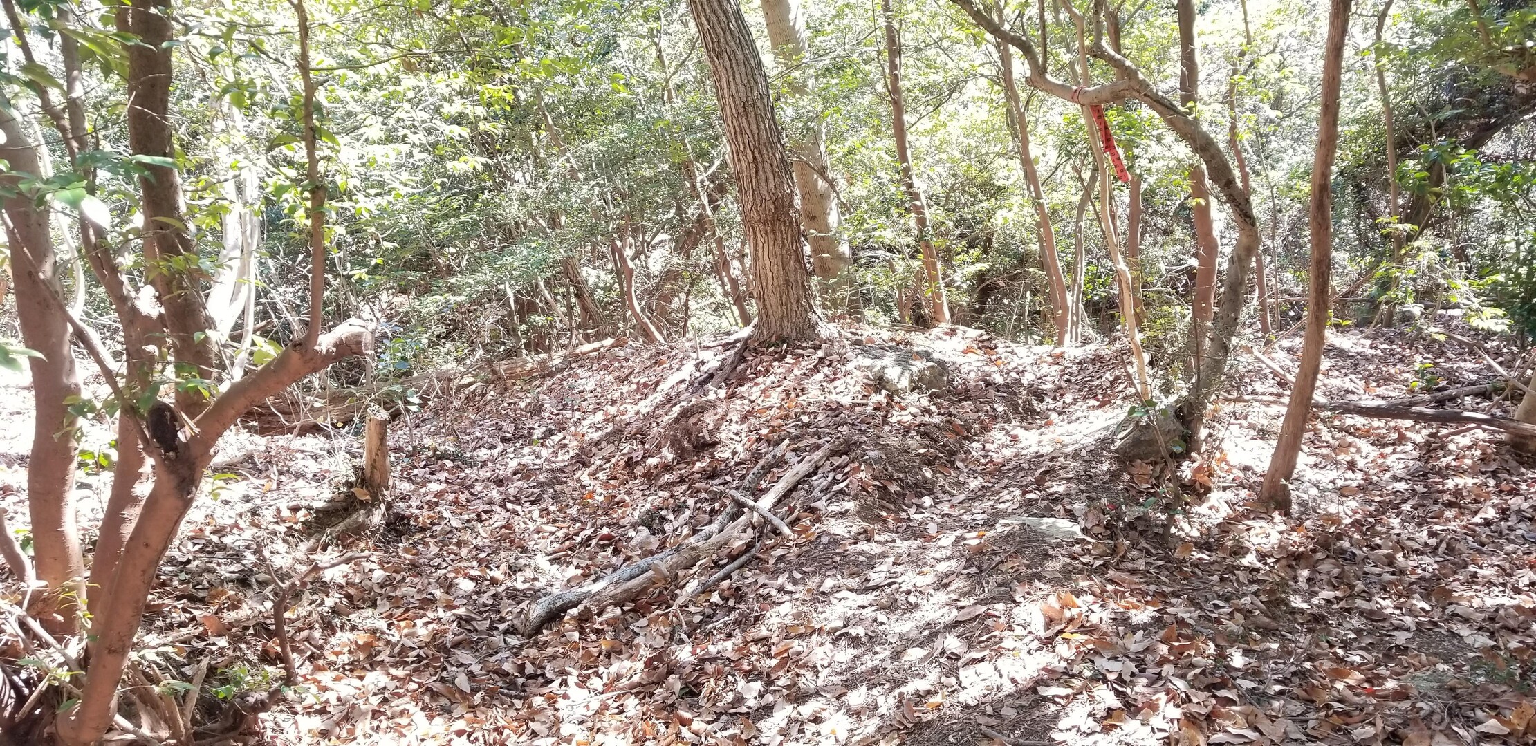 fuku🐤fukuさんの投稿したフィールドメモ | YAMAP / ヤマップ